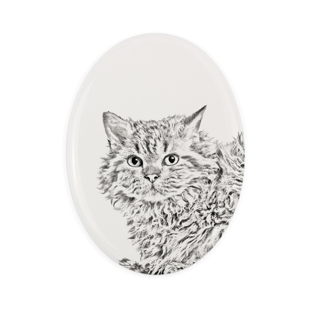 Selkirk Rex Kot długowłosy - płytka pamiątkowa ze zdjęciem kota, płytka ...