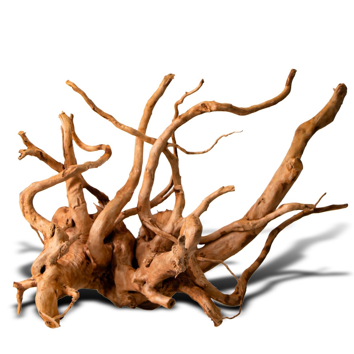 SHIZEN ESSENCE J-ROOTS M - ŚREDNIE KORZENIE JAPOŃSKIE MIZUBE I RYUBOKU ...