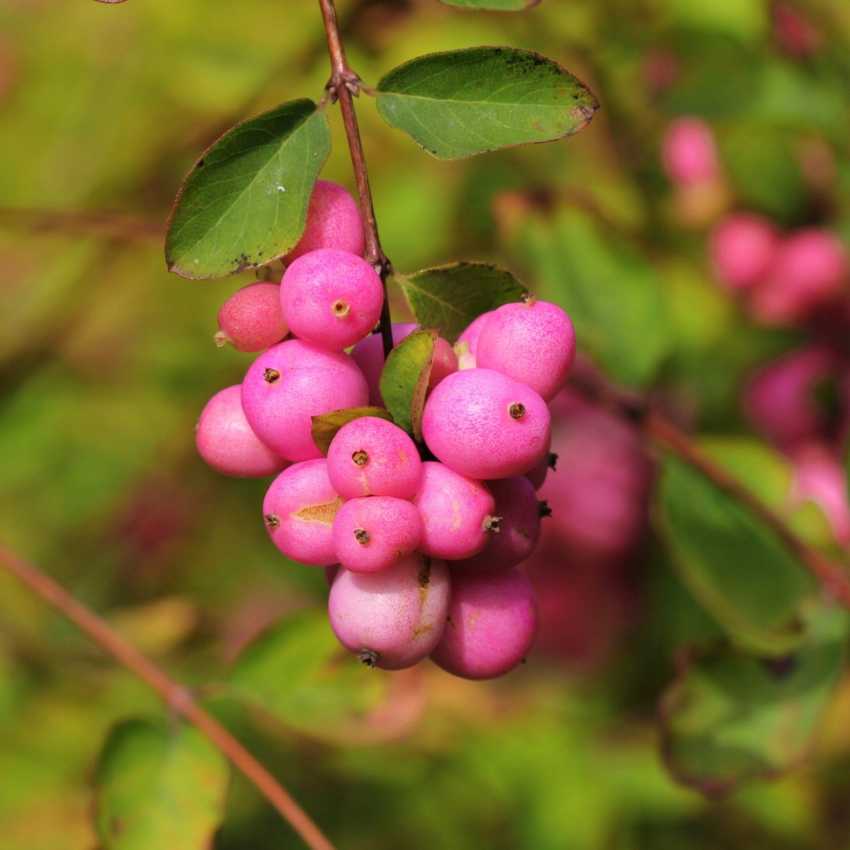 Śnieguliczka Różowa Doorenbosa 'Magic Berry' (Symphoricarpos × ...