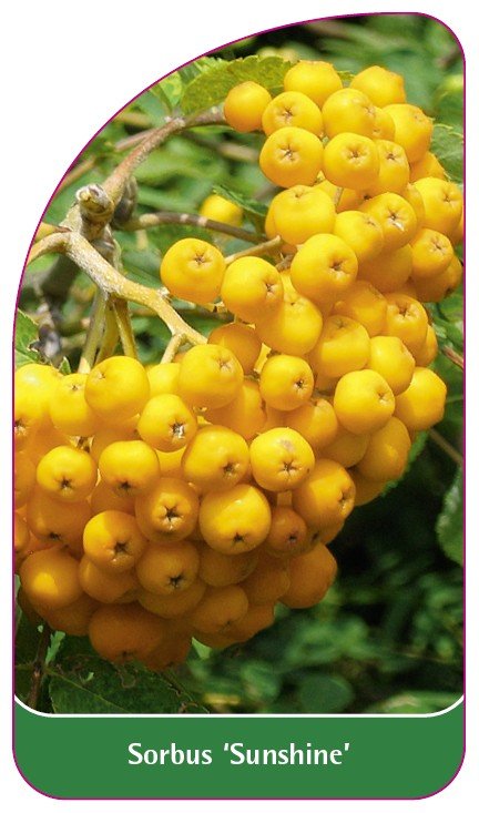 Sorbus 'Sunshine' - B - Euroflora | Sklep EMPIK.COM