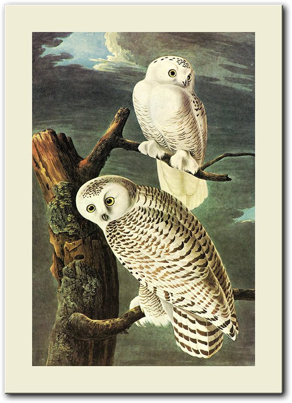 Sowa polarna - PR00248 - PRINTORAMA | Sklep EMPIK.COM