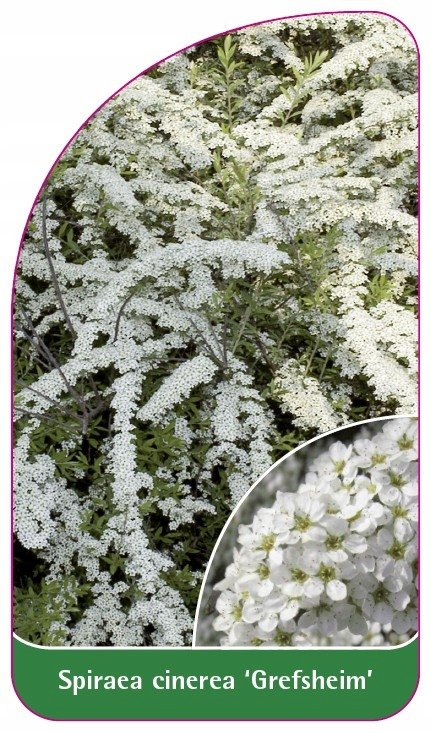 Spiraea cinerea 'Grefsheim' etykiety szkółkarskie - Euroflora | Sklep ...