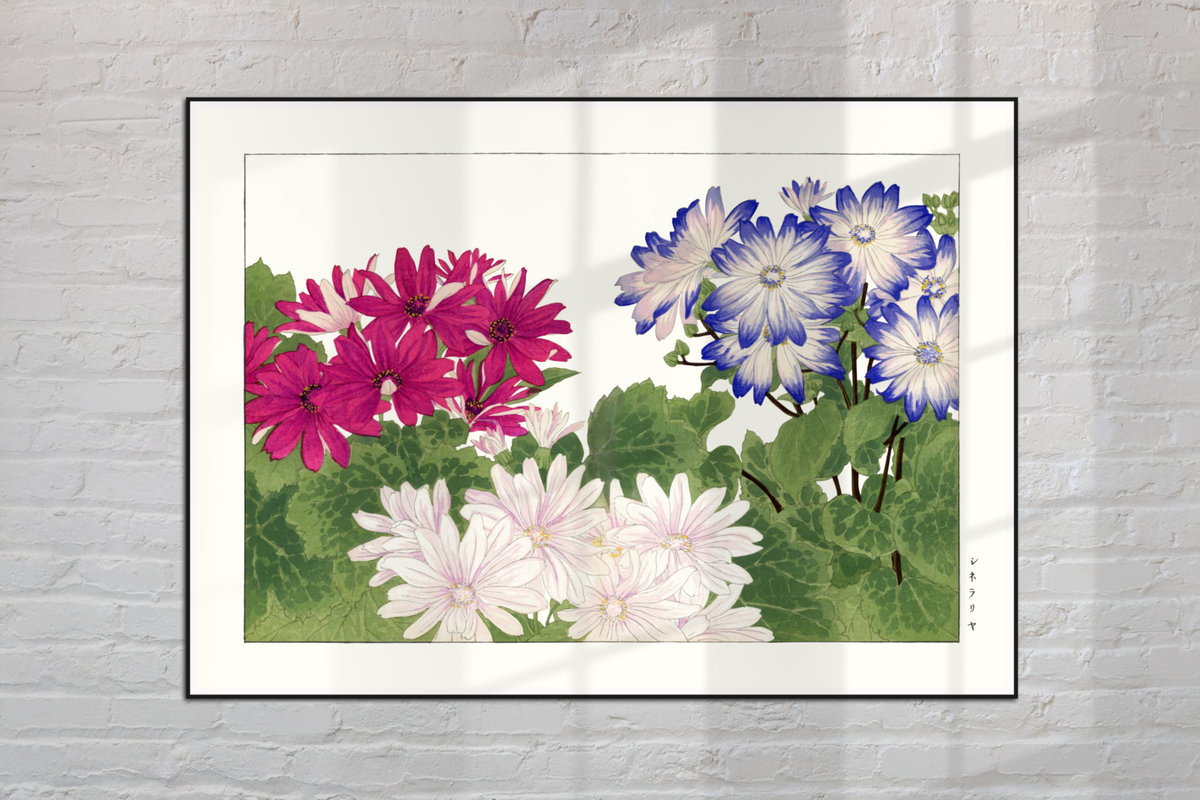 Starzec Cyneraria Cineraria Plakat Japonia Grafika Vintage 21X30 Cm (A4 ...