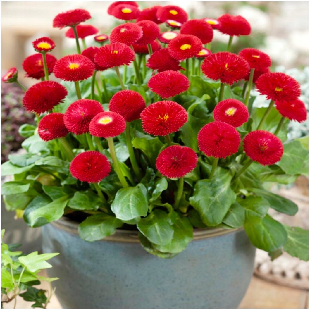 Stokrotka Czerwona POMPONETTE (Bellis Perennis) nasiona 150 sztuk - W ...