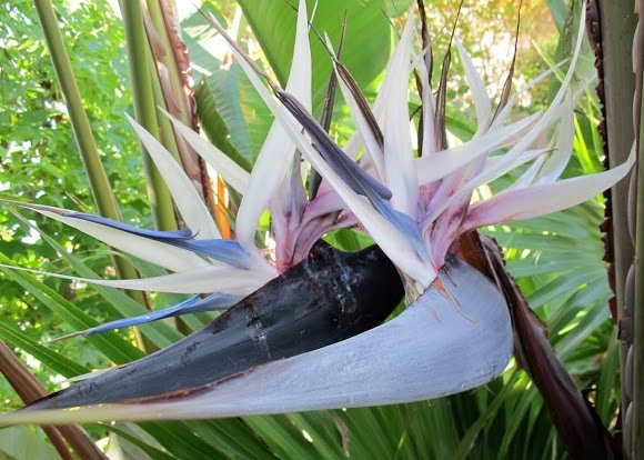 STRELICJA BIAŁA (STRELITZIA NICOLAI) 3 NASIONA - DobreNasiona.pl ...