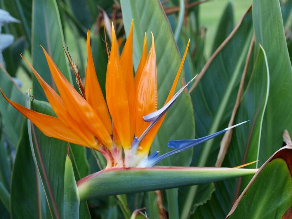 STRELICJA KRÓLEWSKA (STRELITZIA REGINAE) 1 NASIONO - DobreNasiona.pl ...