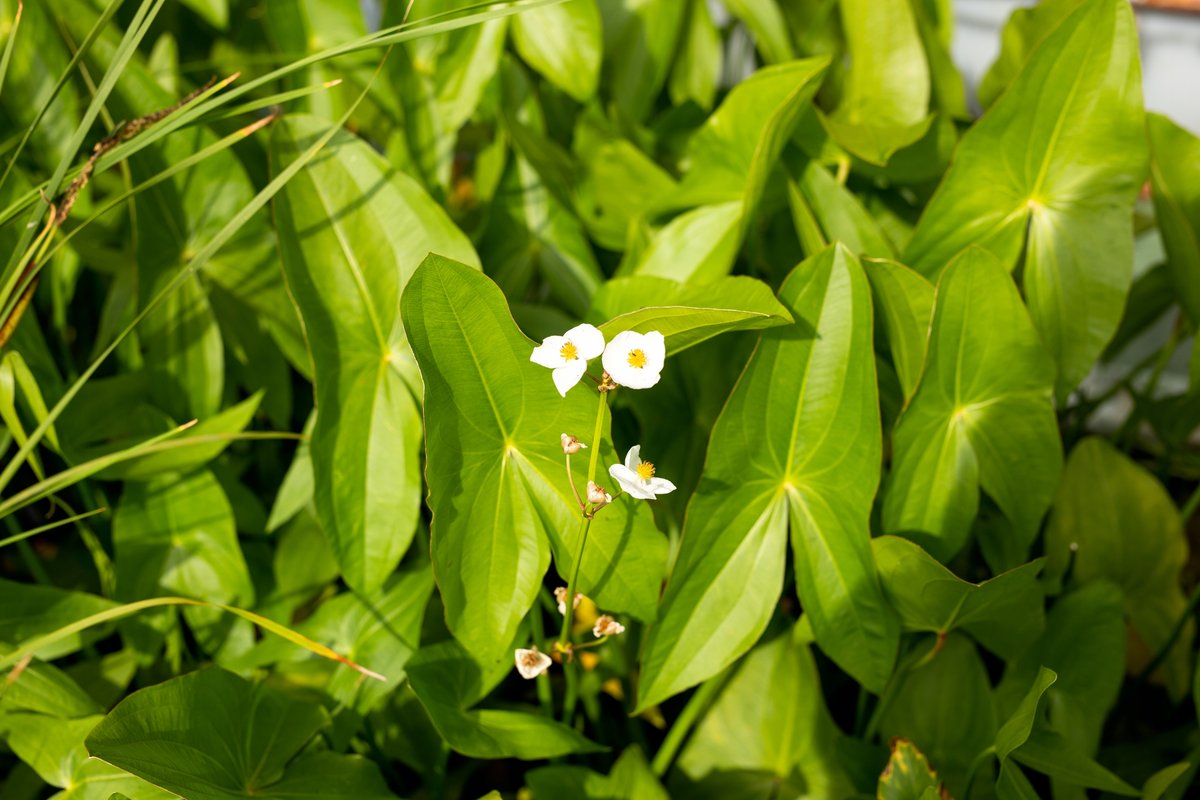 Strzałka wodna Szerokolistna Rośliny OCZKO STAW - Perfekt Klik | Sklep ...
