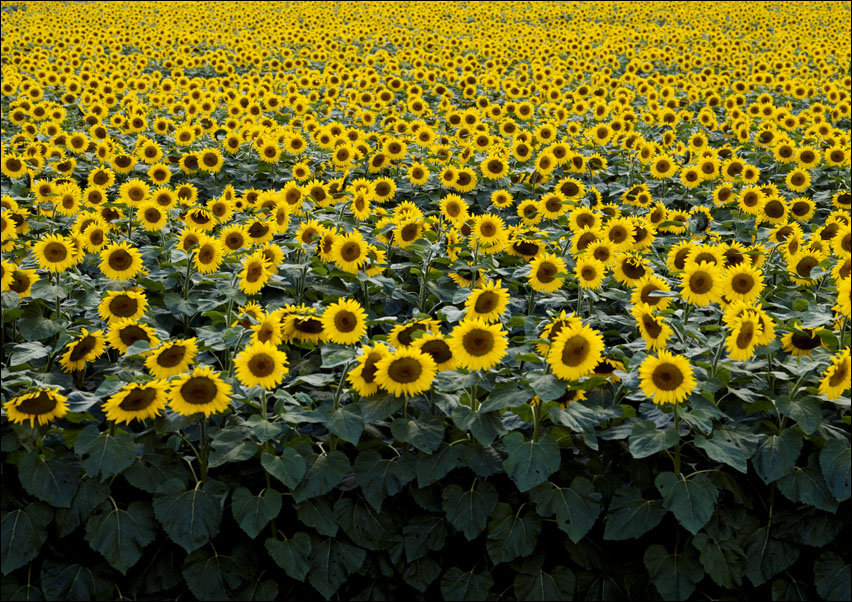 Sunflowers in a Wisconsin field., Carol Highsmith - plakat 40x30 cm ...