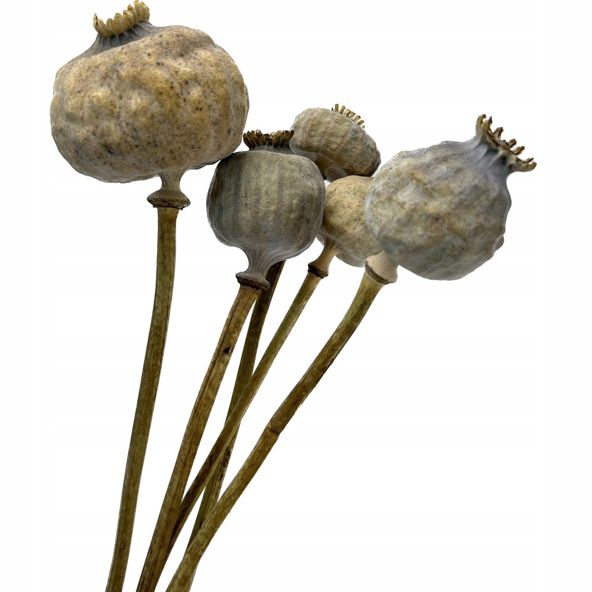 Suszona Makówka Papaver Gigantum Bukiet Natural - HomeDot | Sklep EMPIK.COM