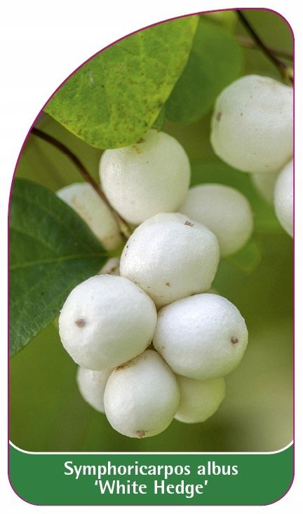 Symphoricarpos albus 'White Hedge etykiety szkółka - Euroflora | Sklep ...
