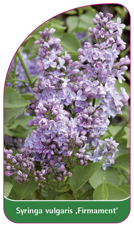 Syringa vulgaris 'Firmament' etykiety szkółkarskie - Euroflora | Sklep ...