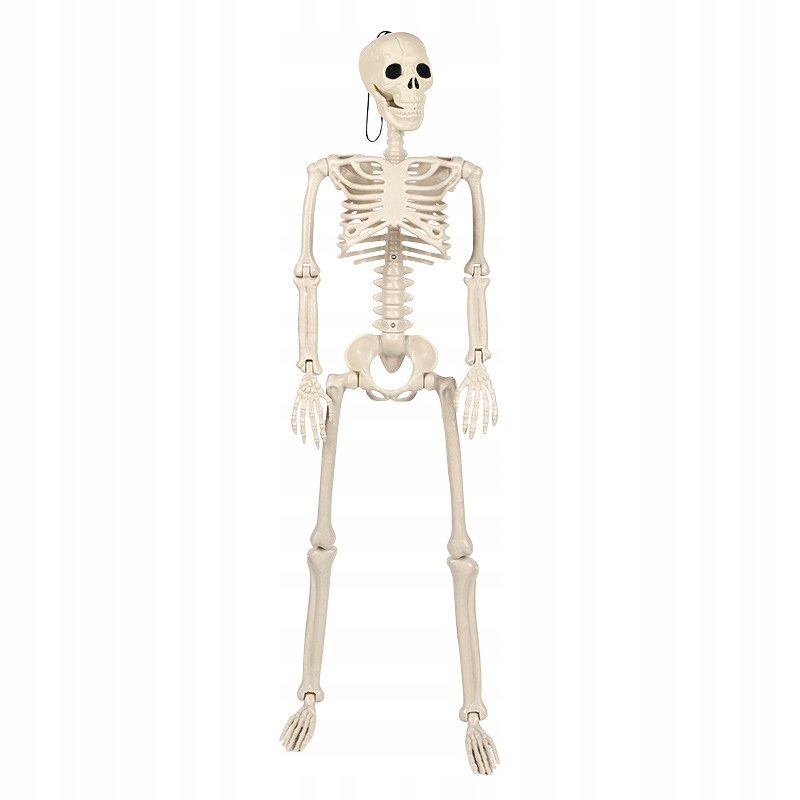 Szkielet Człowieka Szkieletor Kościotrup Czaszka Dekoracja Halloween ...