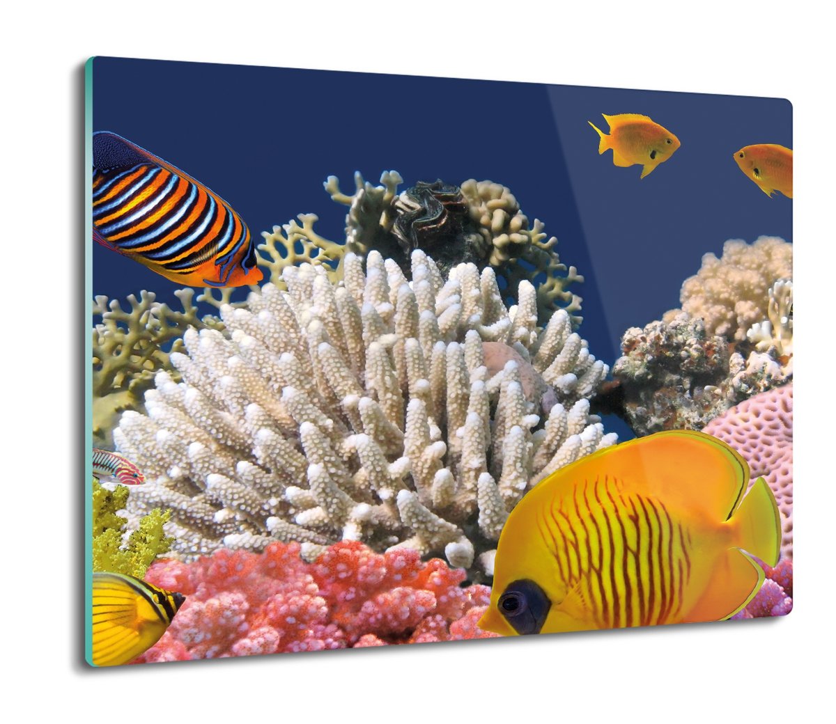 szklana osłona kuchenna Kolorowe ryby rafa 60x52, ArtprintCave ...