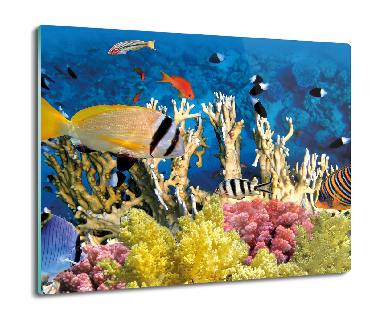 szklana osłona kuchenna Kolorowe ryby rafa 60x52, ArtprintCave ...