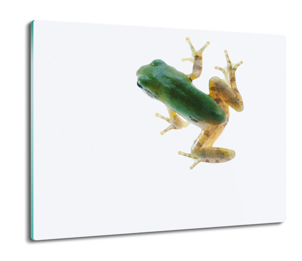 szklana osłona kuchenna Żaba płaz zwierze 60x52, ArtprintCave ...