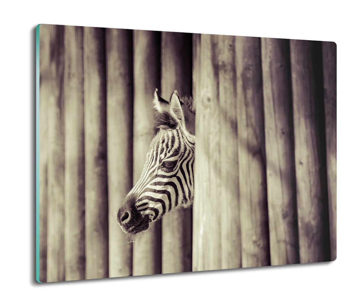 szklana splashback druk Zebra ogrodzenie 60x52, ArtprintCave ...