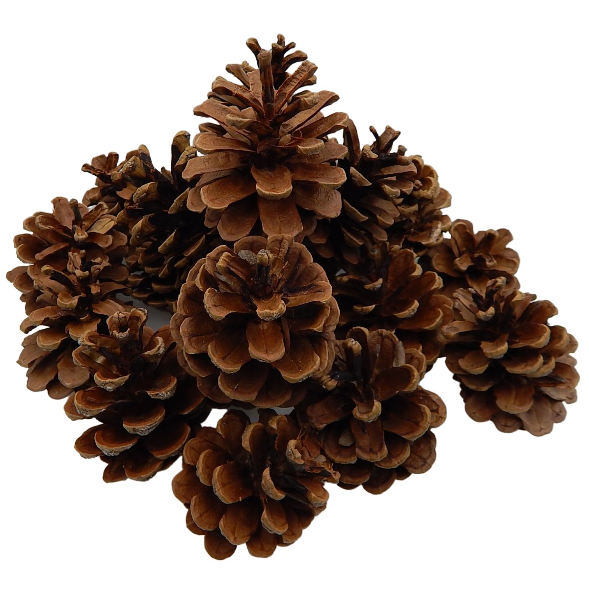 Szyszka Sosny Czarnej Ozdobna Naturalna 50 szt. - Siima | Sklep EMPIK.COM