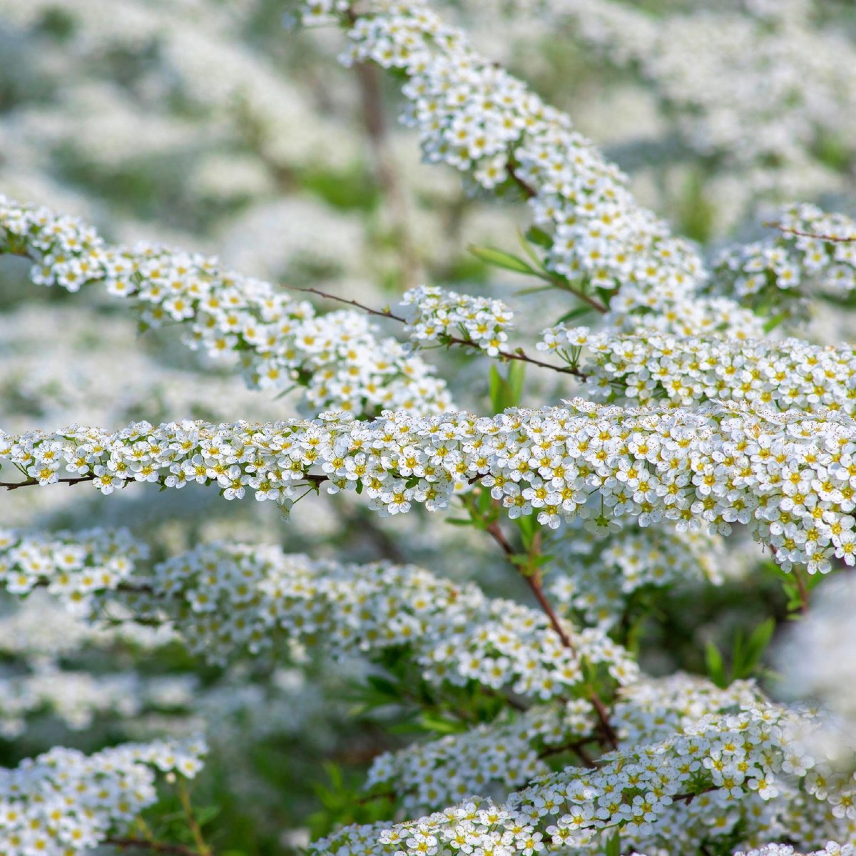 Tawuła szara 'Grefsheim' (Spiraea cinerea) Doniczka 2.0L - Gospodarstwo ...