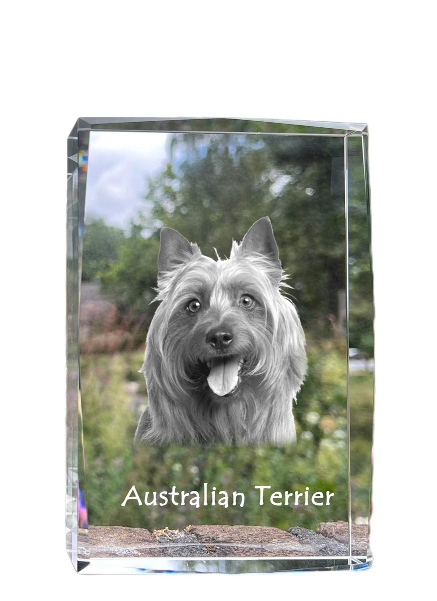 Terier australijski, Aussie - kryształ ze zdjęciem psa, zdjęcie w szkle ...