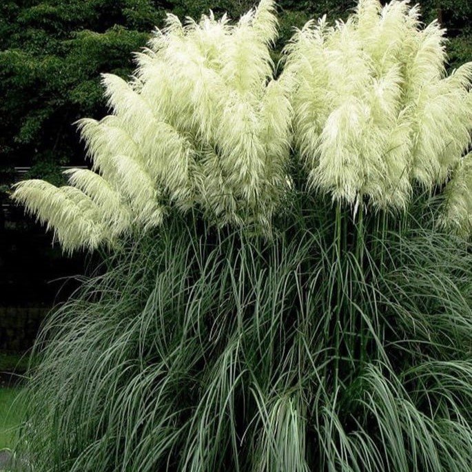 Trawa Pampasowa Witte Pluim 2L - Szkółka Pnączy Marek Wędrowski | Sklep ...