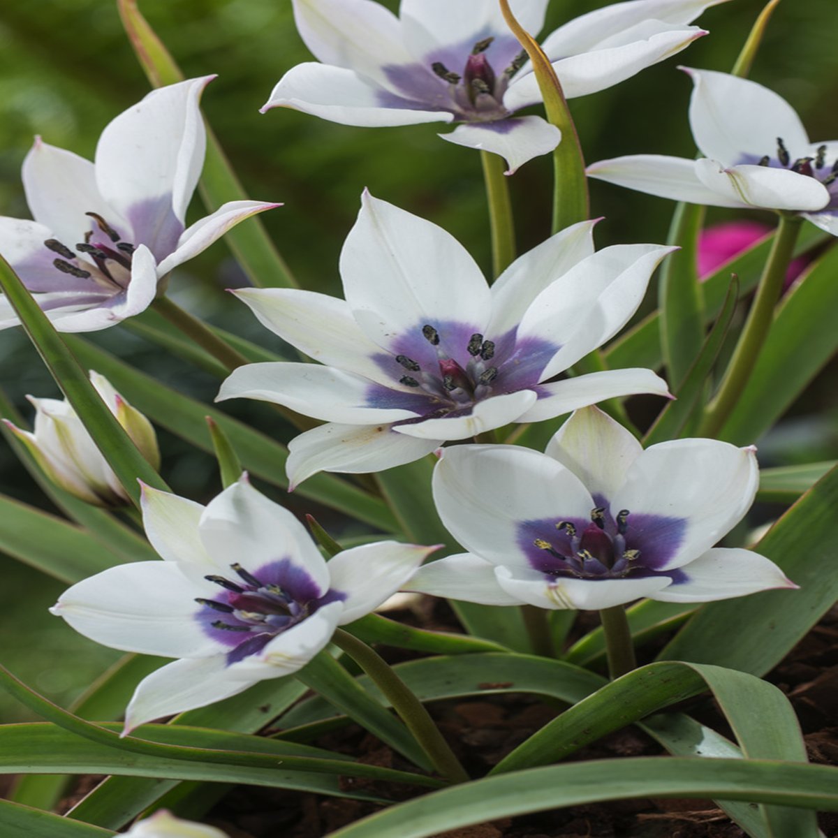 Tulipan Botaniczny Alba Coerulea Ocul 5 szt cebulki tulipanów Tulipany ...