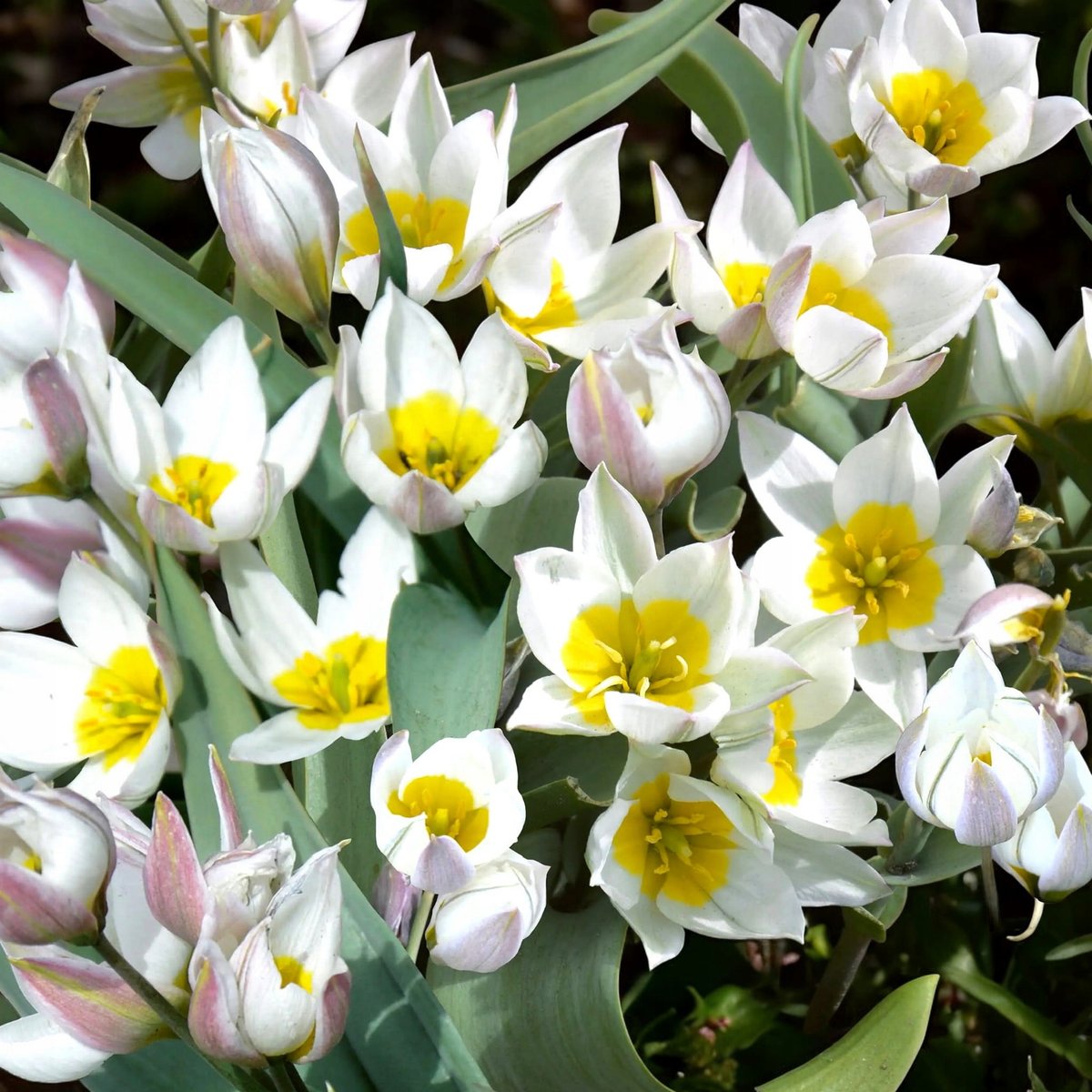 Tulipan botaniczny Polychroma 5 szt. - Inna marka | Sklep EMPIK.COM