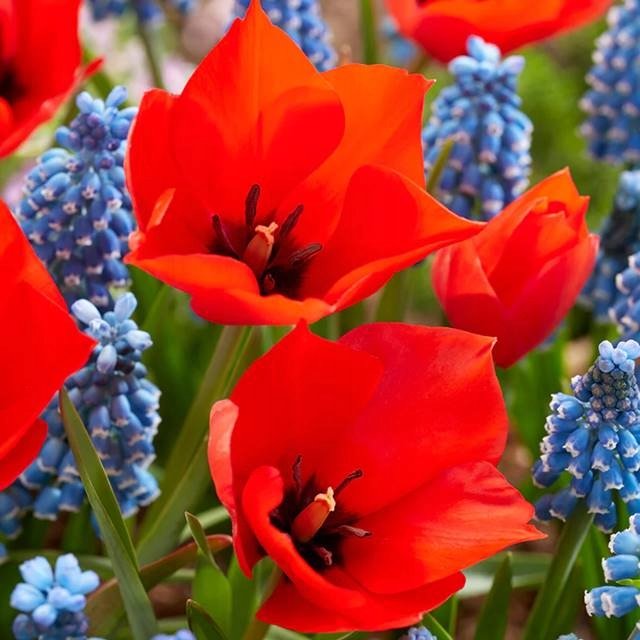 Tulipan botaniczny Red Hunter 5 szt. tulipany cebulki cebule tulipanów ...