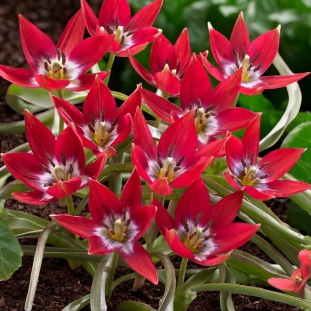 Tulipan botaniczny Tiny Timo 5 szt. - Inna marka | Sklep EMPIK.COM