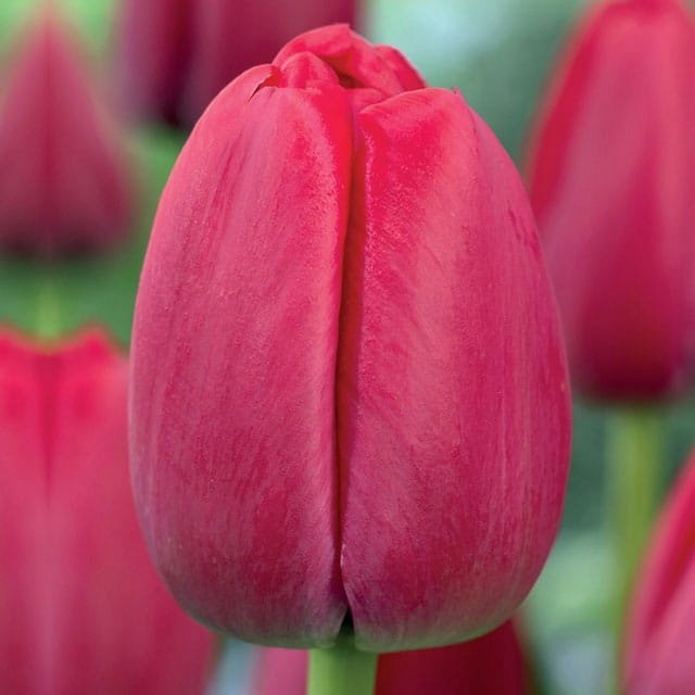 Tulipan Darwina Red Pride 5 szt. tulipany cebulki cebule tulipanów ...
