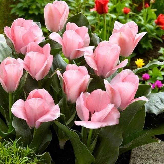 Tulipan Fostera Sweet Sixteen 5 szt. - Inna marka | Sklep EMPIK.COM