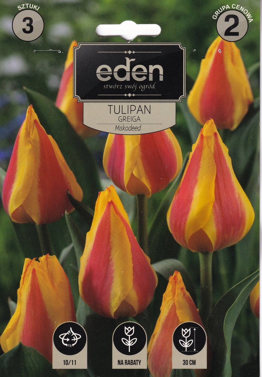 Tulipan Miskodeed cebulki 3szt EDEN - Inna marka | Sklep EMPIK.COM