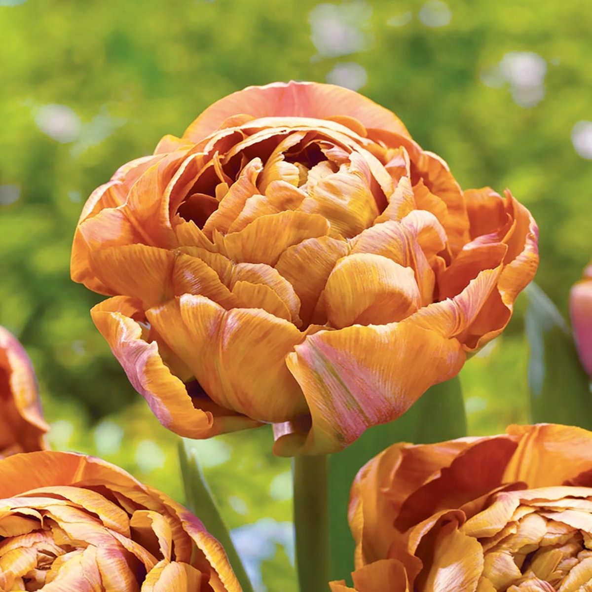Tulipan Pełny Garden Flevor 5 szt cebulki Tulipany - BENEX | Sklep ...