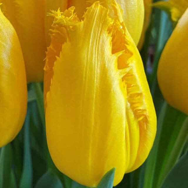 Tulipan strzępiasty Yellow Fabio 5 szt. tulipany cebulki cebule ...