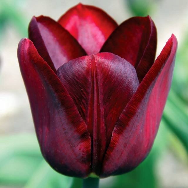Tulipan Triumph Jan Reus 5 szt. tulipany cebulki cebule tulipanów ...
