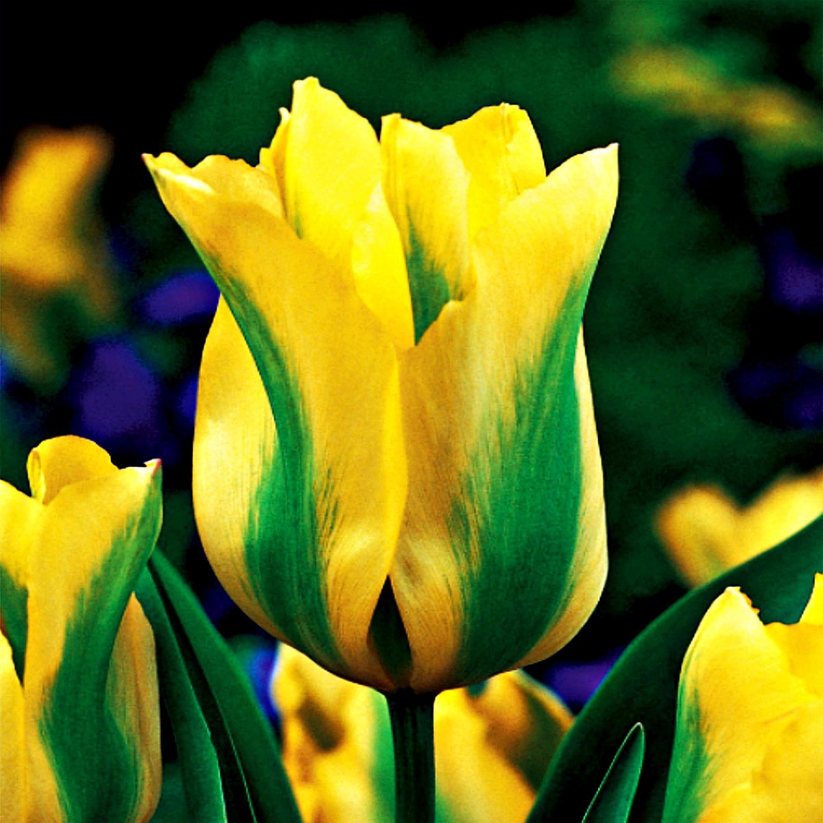 Tulipan Tulipany Zielonokwiatowy Formosa 5 Szt Cebulki Tulipanów ...