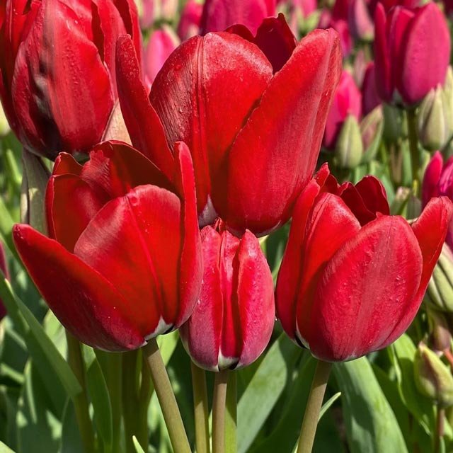Tulipan wielokwiatowy Fiery Club 5 szt. tulipany cebulki cebule ...