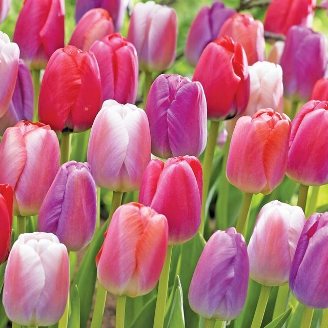 Tulipany Darwina kolekcja Pride 5 szt. mix tulipany cebulki cebule ...