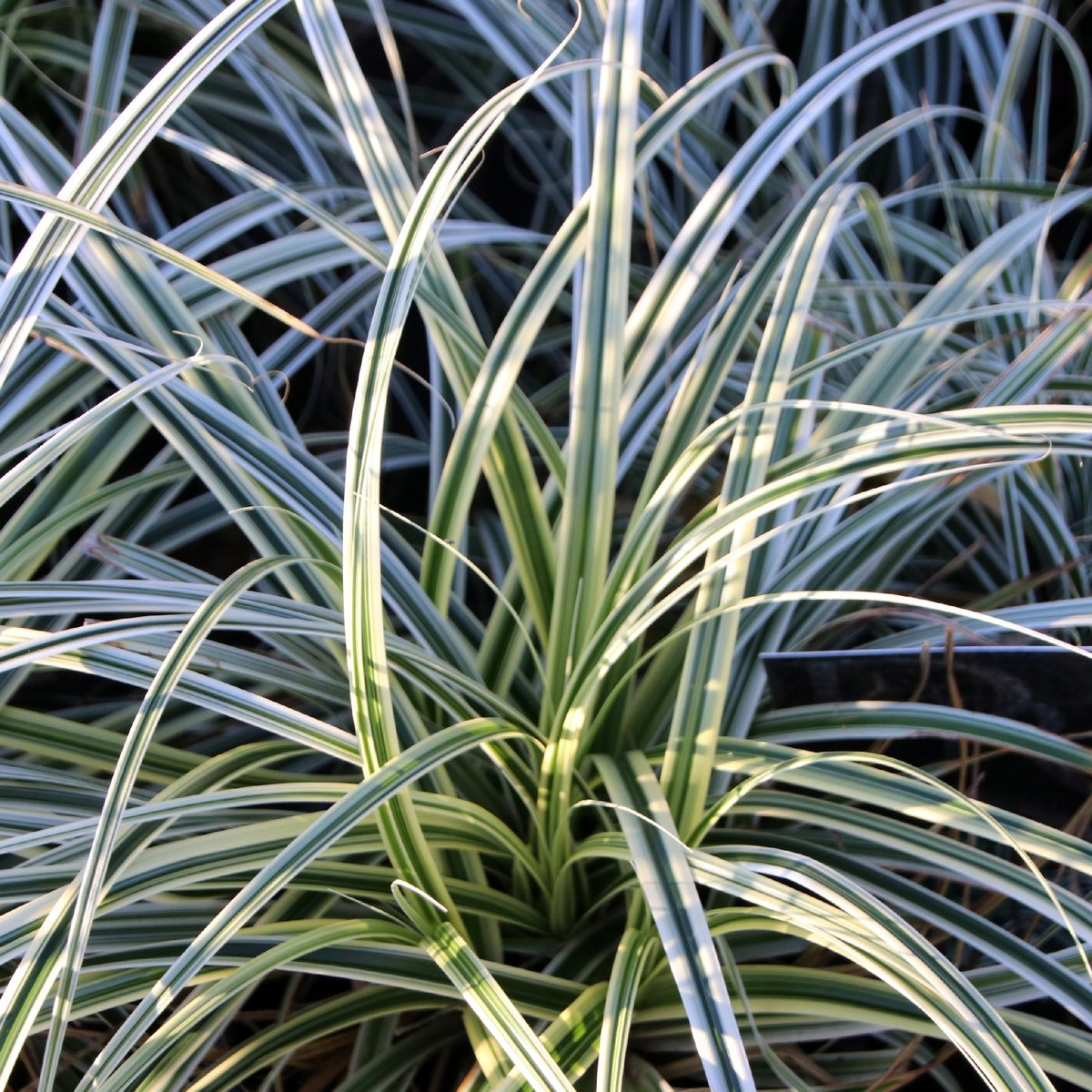 Turzyca oszimska 'Everest' (Carex oshimensis) Doniczka 2.0L - Inna ...