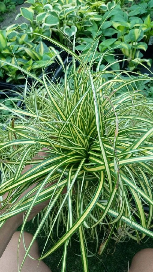 Turzyca oszimska Evergold Carex oshimensis Ogród - Perfekt Klik | Sklep ...