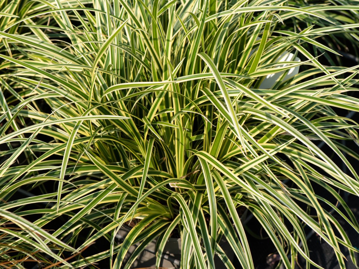 Turzyca VANILLA ICE sadzonka P9 - Inna marka | Sklep EMPIK.COM