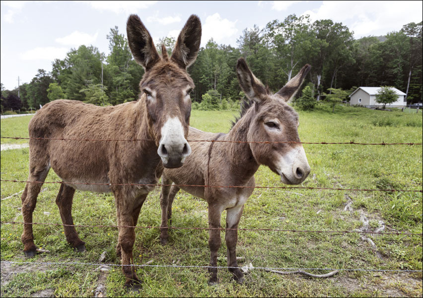 Two young donkeys along the road in rural North Carolina, Carol ...