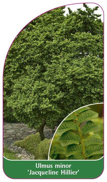 Ulmus minor 'Jacqueline Hillier' etykieta szkółkarska - Inna marka ...