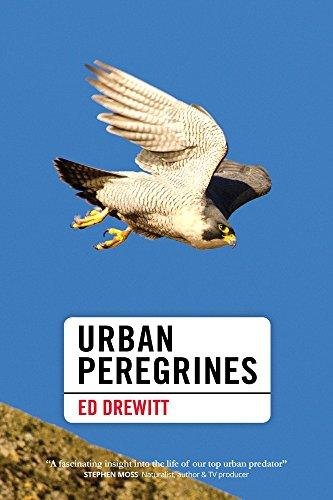Urban Peregrines - Ed Drewitt | Książka w Empik