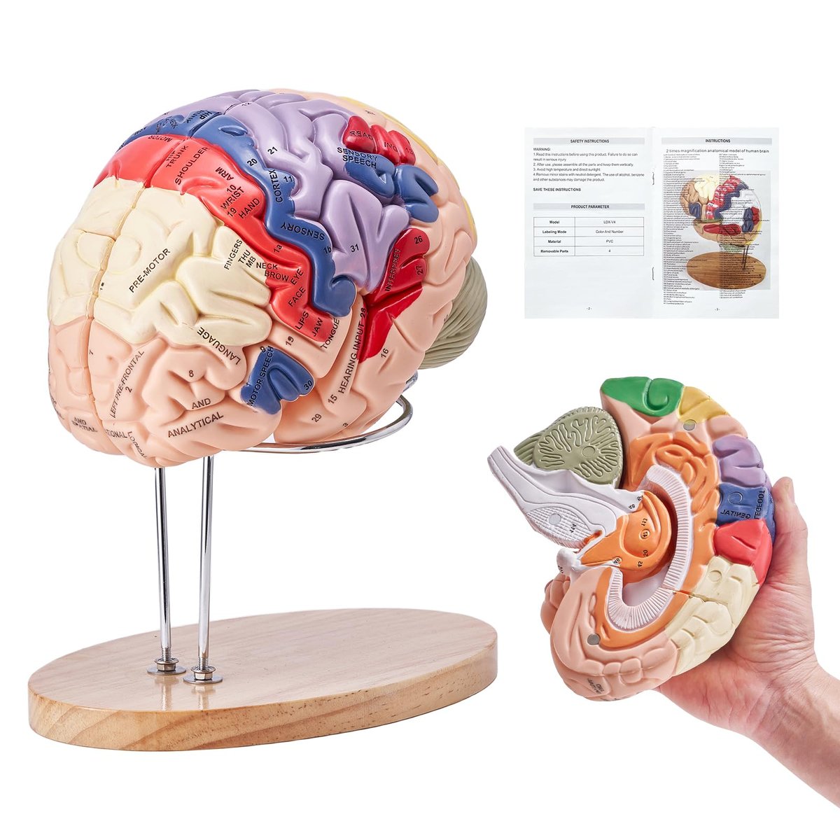 VEVOR Model ludzkiego mózgu PCW anatomiczny model mózgu 22 × 17 × 16 cm ...