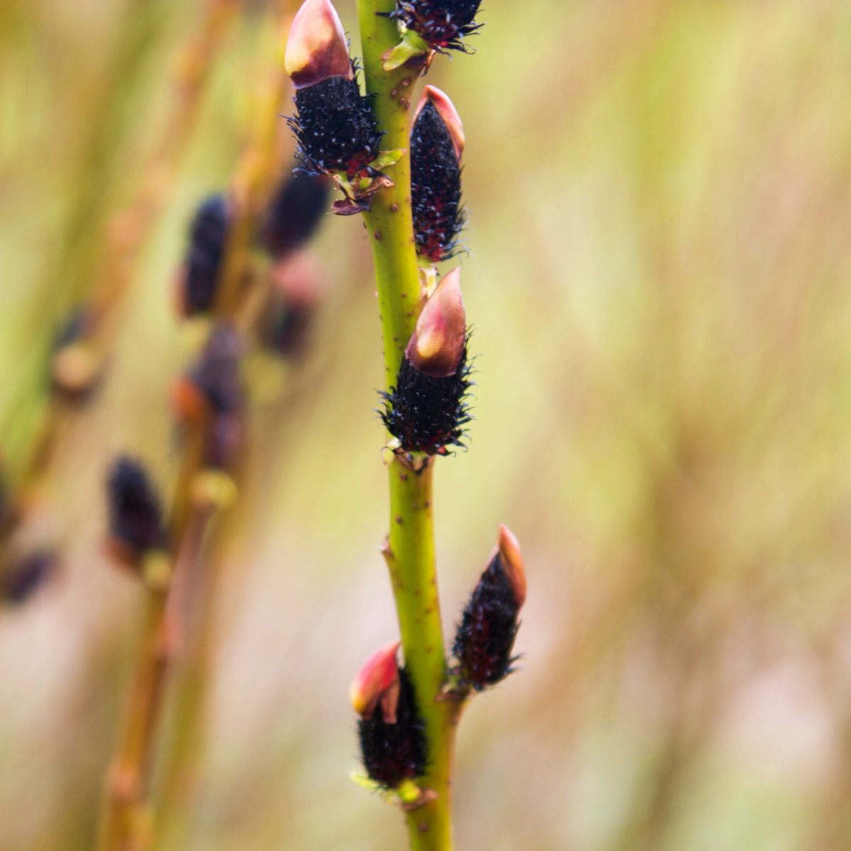 Wierzba 'Kurome' Czarne bazie (Salix gracilistyla) Doniczka 2.0L - Inna ...
