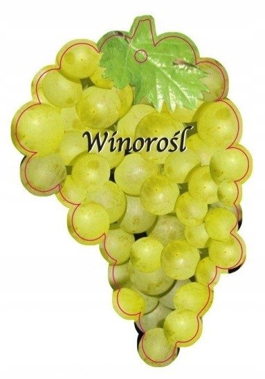 Winorośl - owoc żółty etykiety szkółkarskie - Euroflora | Sklep EMPIK.COM