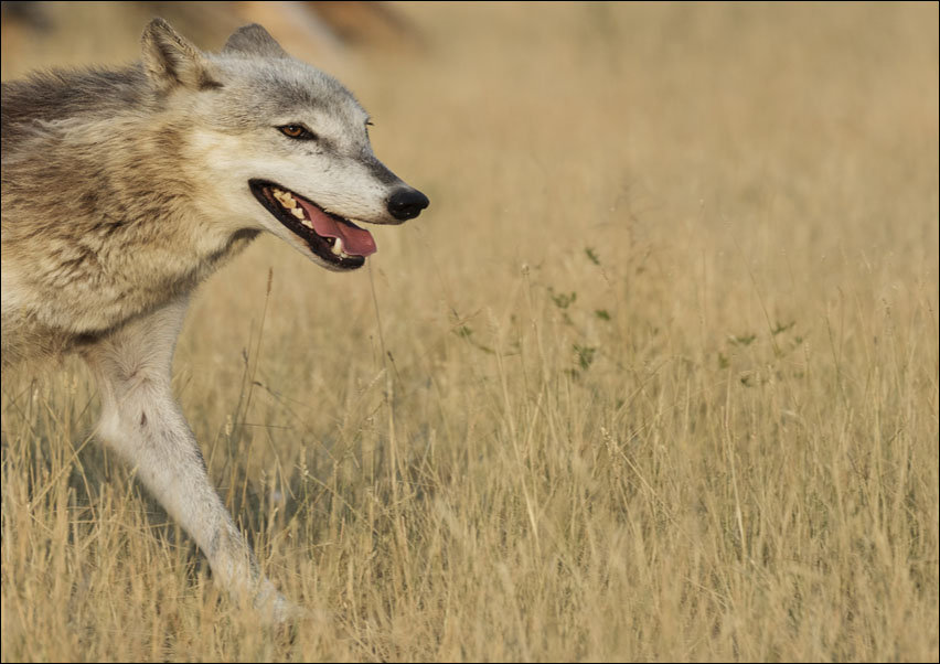 Wolf on the run at the Wild Animal Sanctuary near Keenesburg, Colorado ...