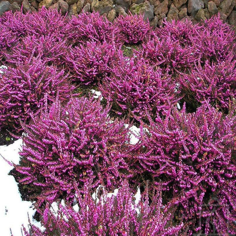 Wrzosiec ‘Kramer’s Rote’ - DWST SEBASTIAN STOPA | Sklep EMPIK.COM