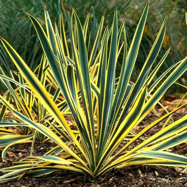 Yucca Juka karolińska Bright Edge 1 szt. - Królik | Sklep EMPIK.COM