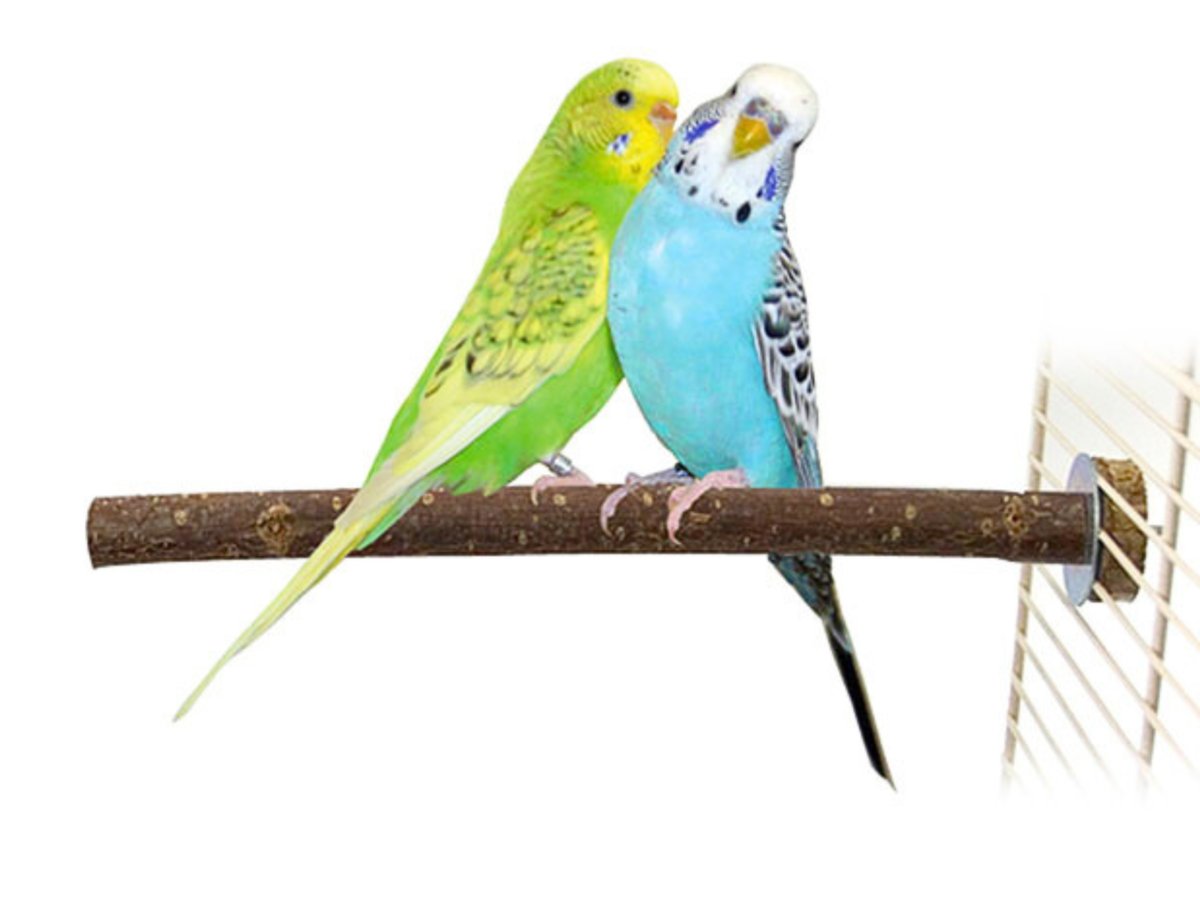 Żerdź dla małych papug z drzewa orzechowego 25 x 1,7 cm - Parrot Planet ...